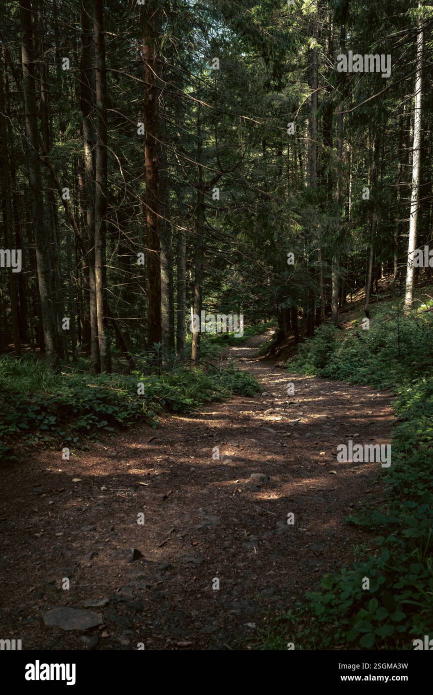 The forest opens slightly as sunlight creates a natural spotlight in ...