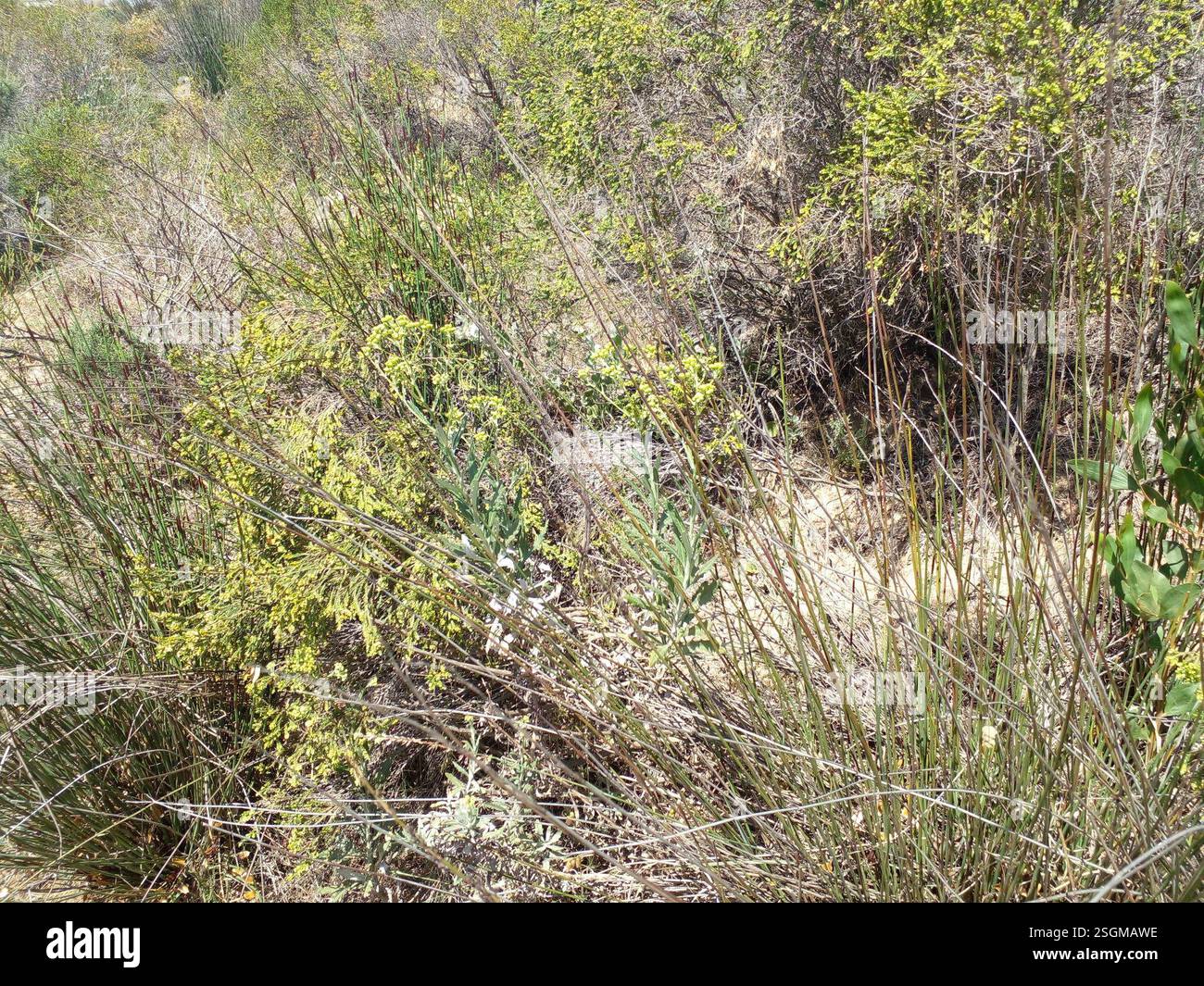 western coastal wattle (Acacia cyclops), Plantae, Blaauwberg ...