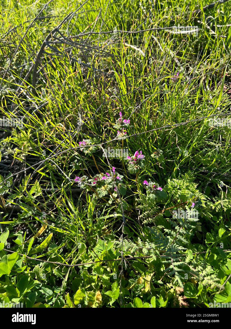 henbit deadnettle (Lamium amplexicaule), Plantae, Orange County, CA ...