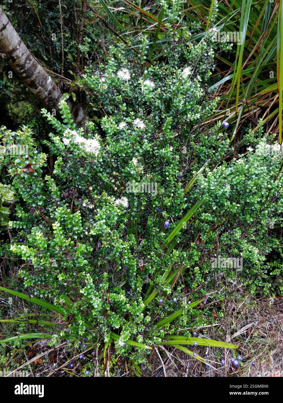 climbing rātā (Metrosideros perforata), Plantae, Conservation Area ...