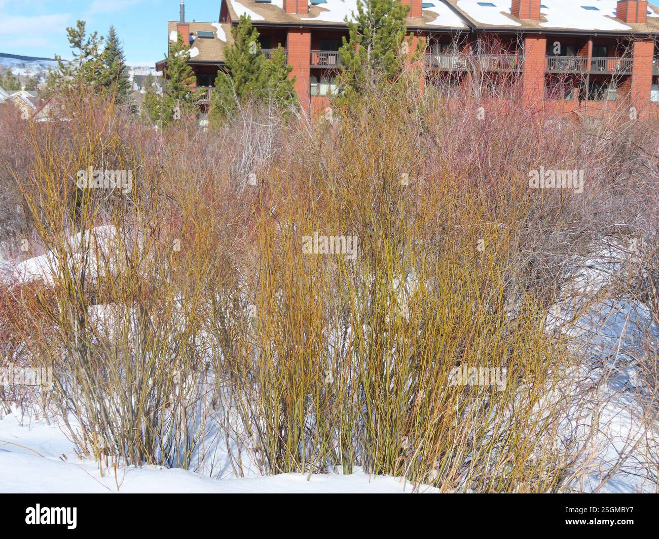 Willows (Salix), Plantae, Summit County, CO, USA Stock Photo - Alamy