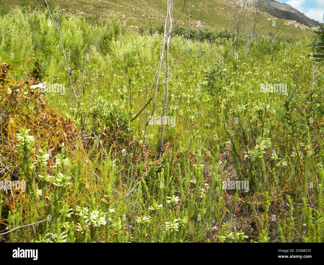 Roughpetal Heath complex (Erica viscaria), Plantae, Palmiet river trail ...