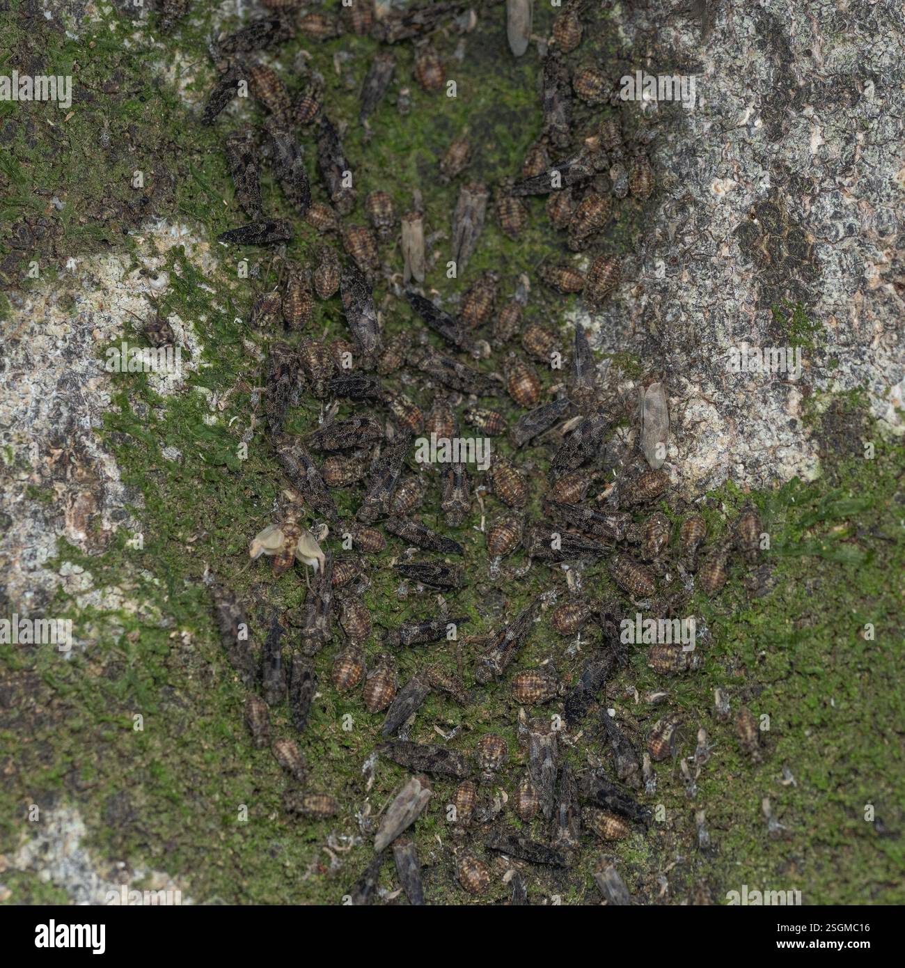 (Nimbopsocus australis), Insecta, Ataahua, New Zealand, On Mahoe Stock ...