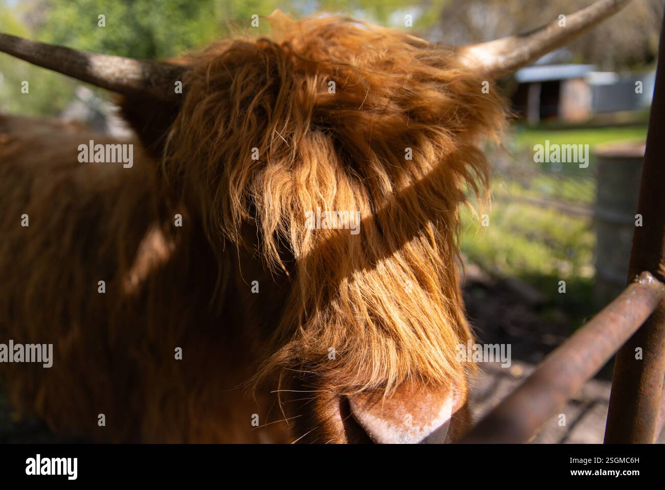 Brown Highland Cow Close-Up in Rustic Farmyard Stock Photo - Alamy