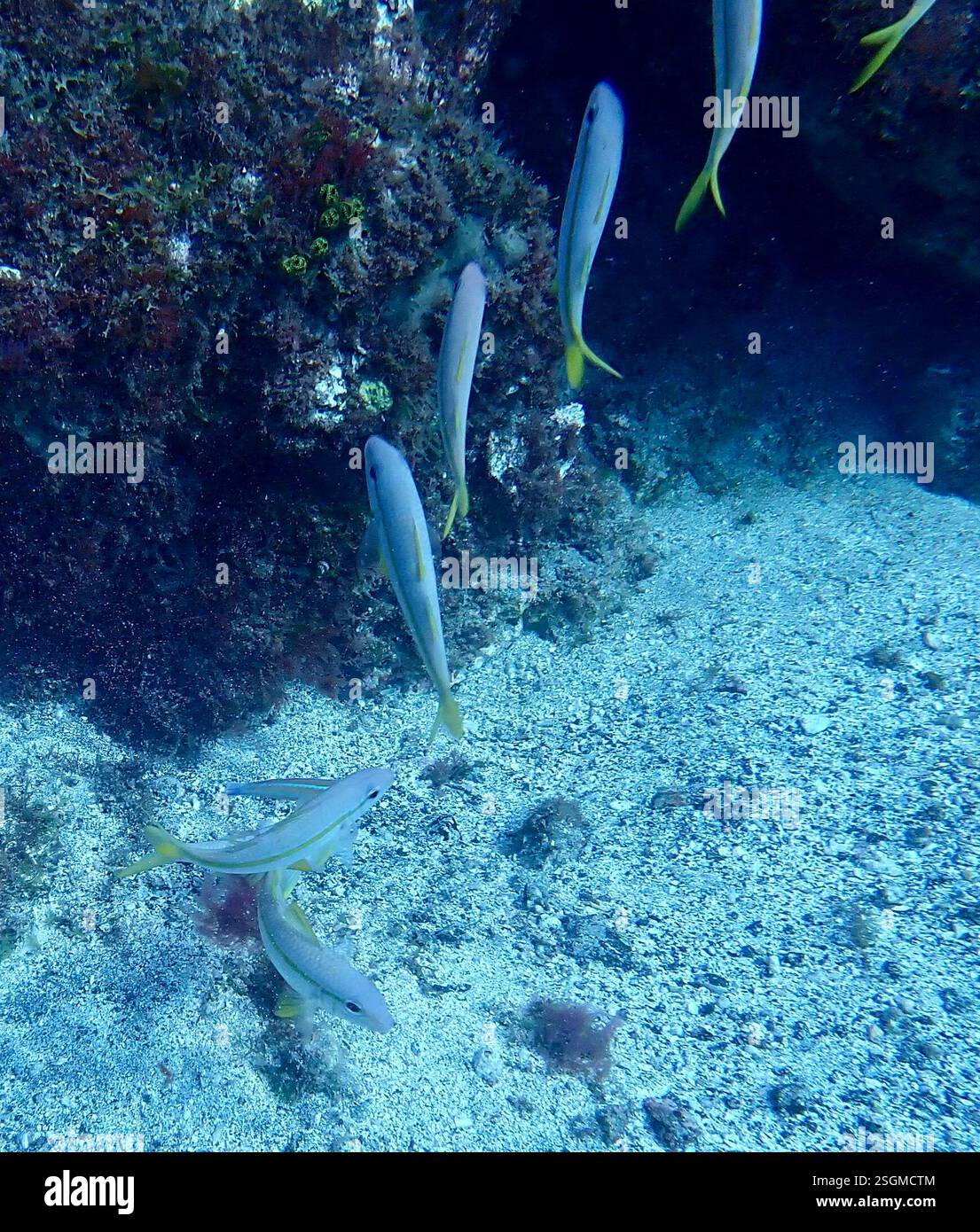 Yellow Goatfish (Mulloidichthys martinicus), Actinopterygii, Calheta ...