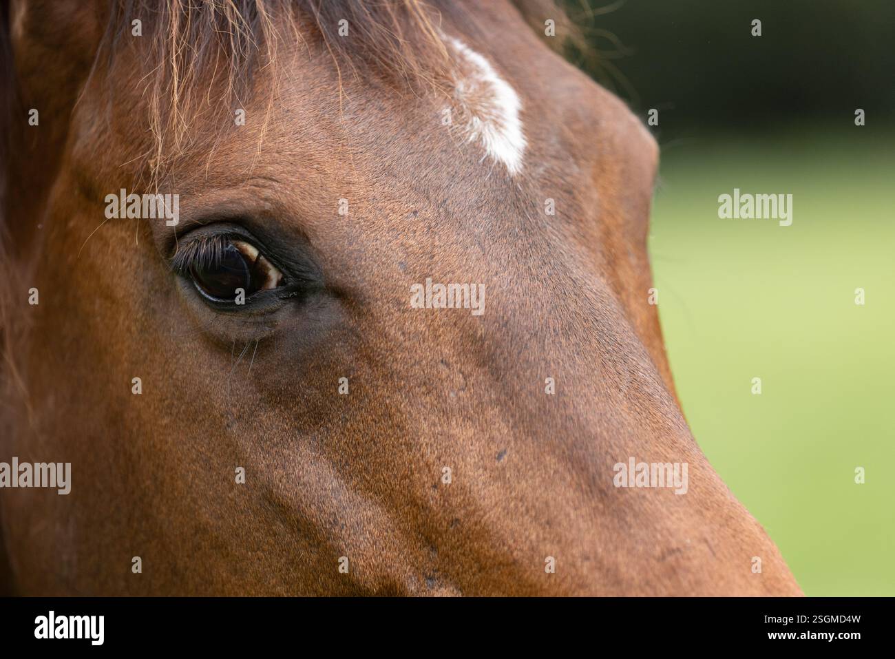 Brown Horse's Face with White Star Marking Close-Up Stock Photo - Alamy
