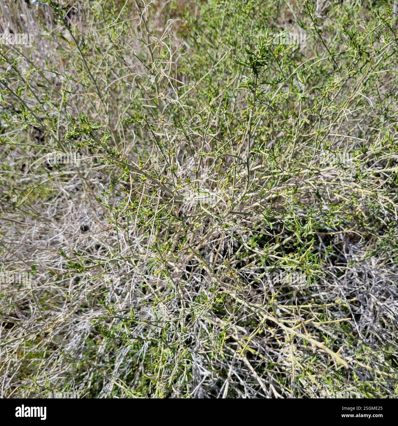 Cheesebush (Ambrosia salsola), Plantae, Whitewater, CA 92282, USA Stock ...