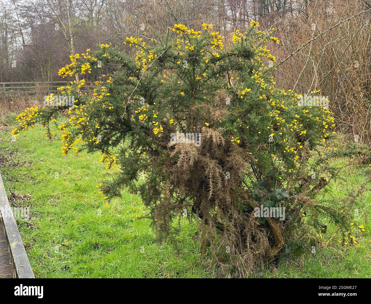 gorse (Ulex europaeus), Plantae, Greenwich Peninsula Ecology Park ...