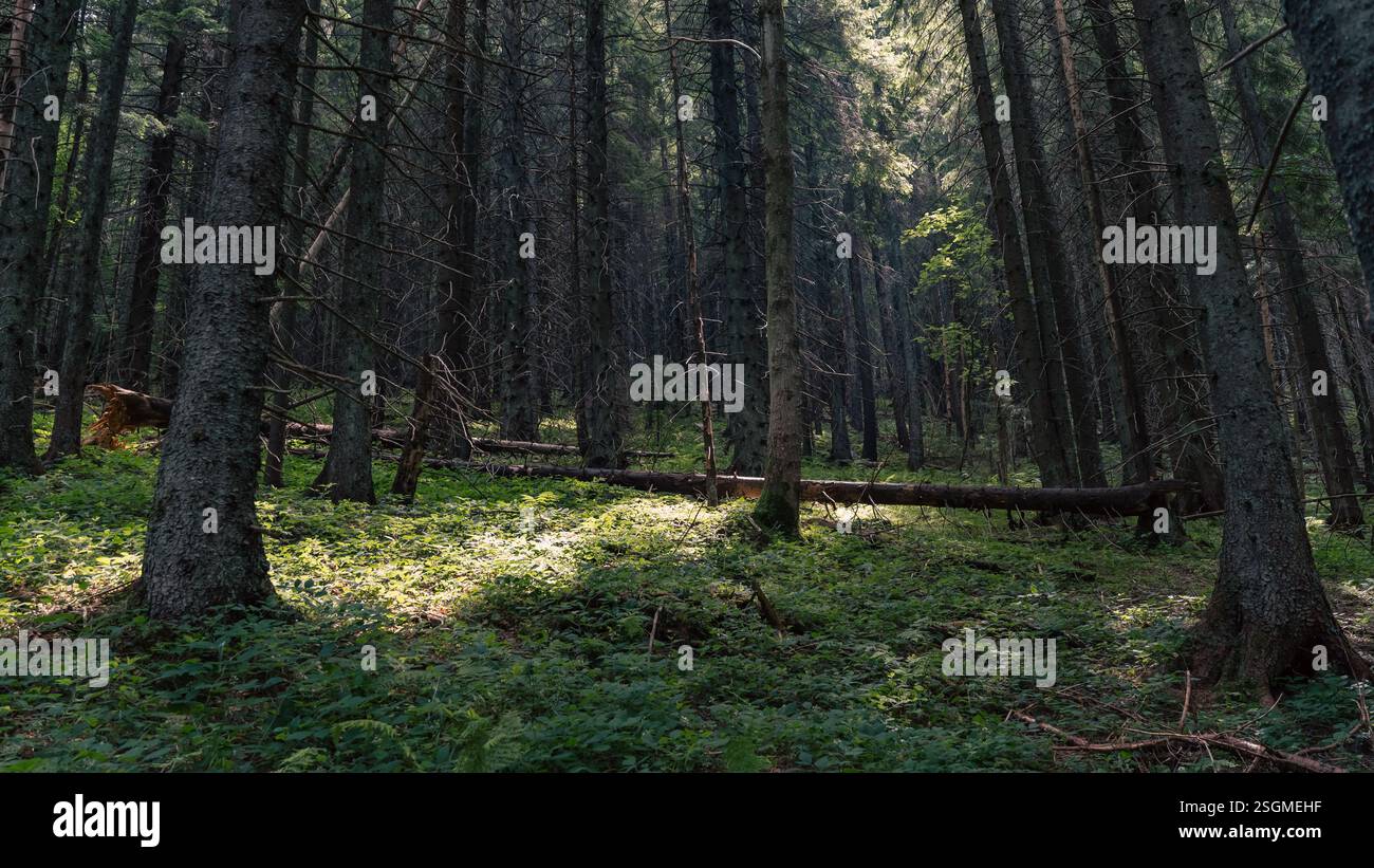 The forest opens slightly as sunlight creates a natural spotlight in ...