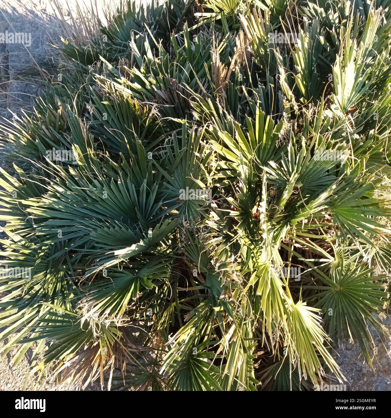 Mediterranean fan palm (Chamaerops humilis), Plantae, Baleares, ES-PM, ES Stock Photo - Alamy