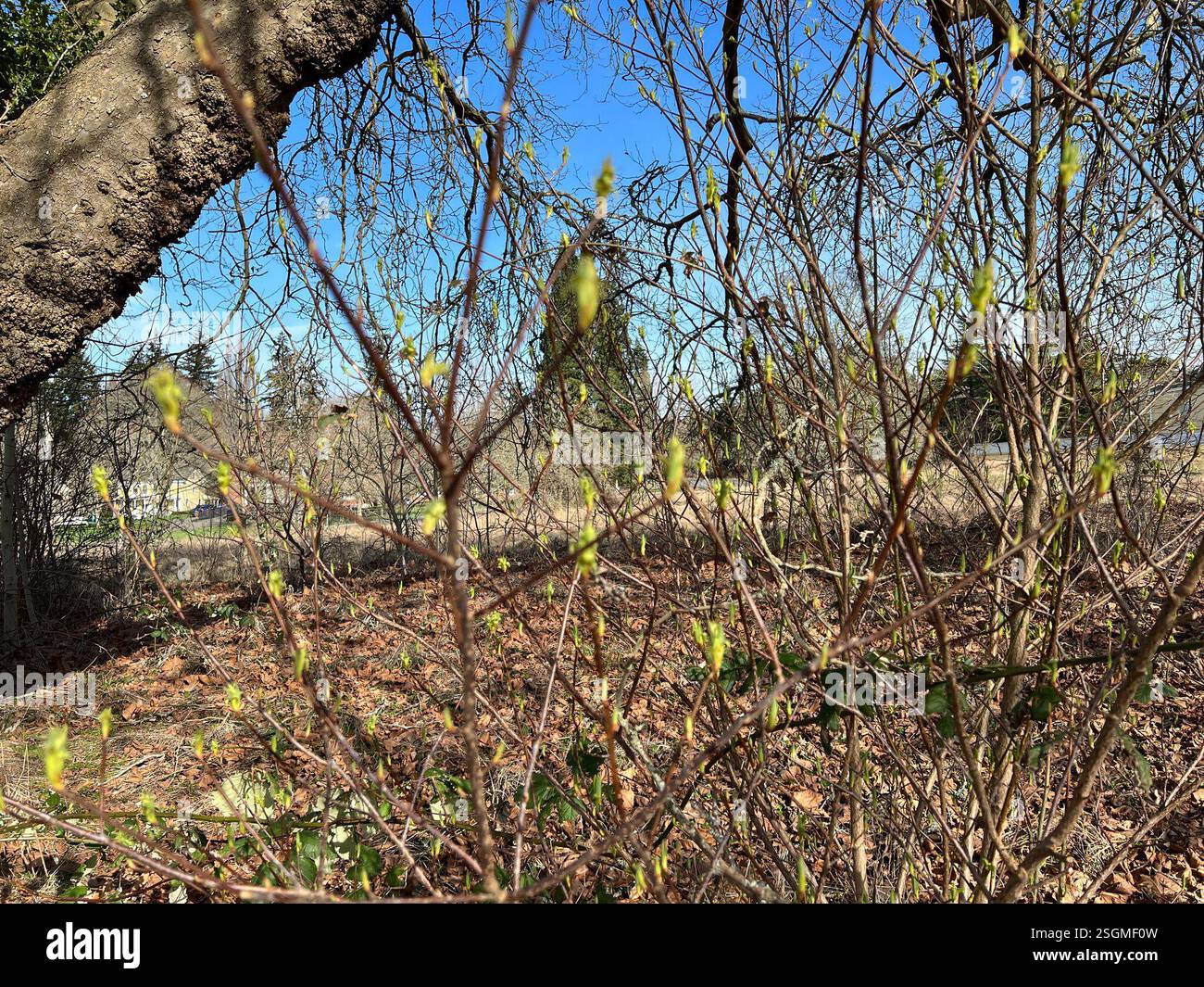 Osoberry (Oemleria cerasiformis), Plantae, Lawton Park, Seattle, WA ...