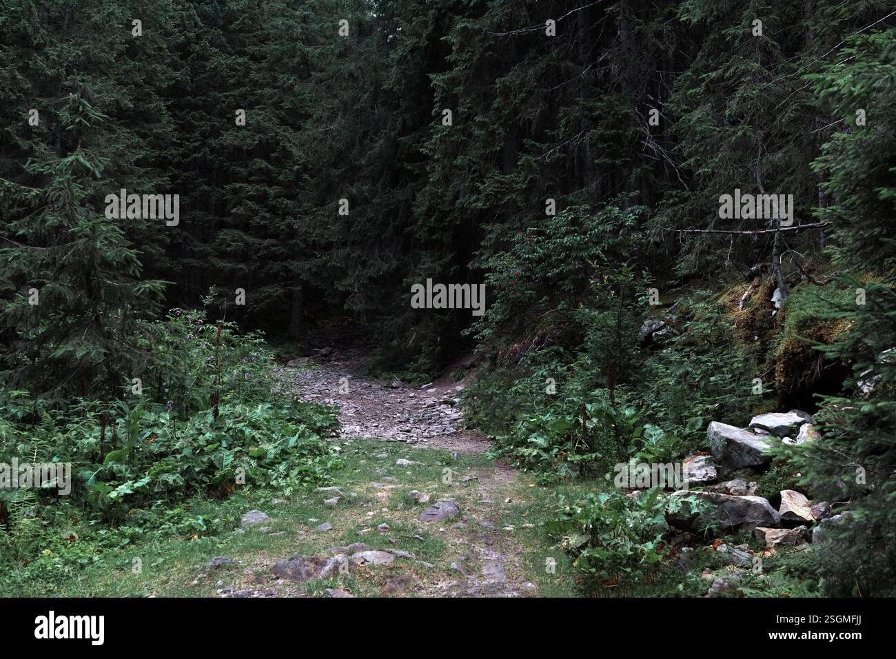 Spring landscape hiking path hi-res stock photography and images - Alamy