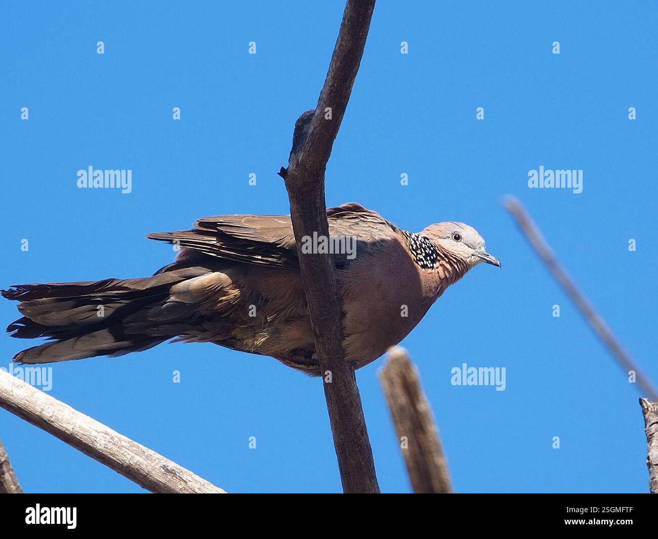 Chinese Spotted Dove (Spilopelia chinensis chinensis), Aves, 台灣高雄市鼓山區高雄 ...