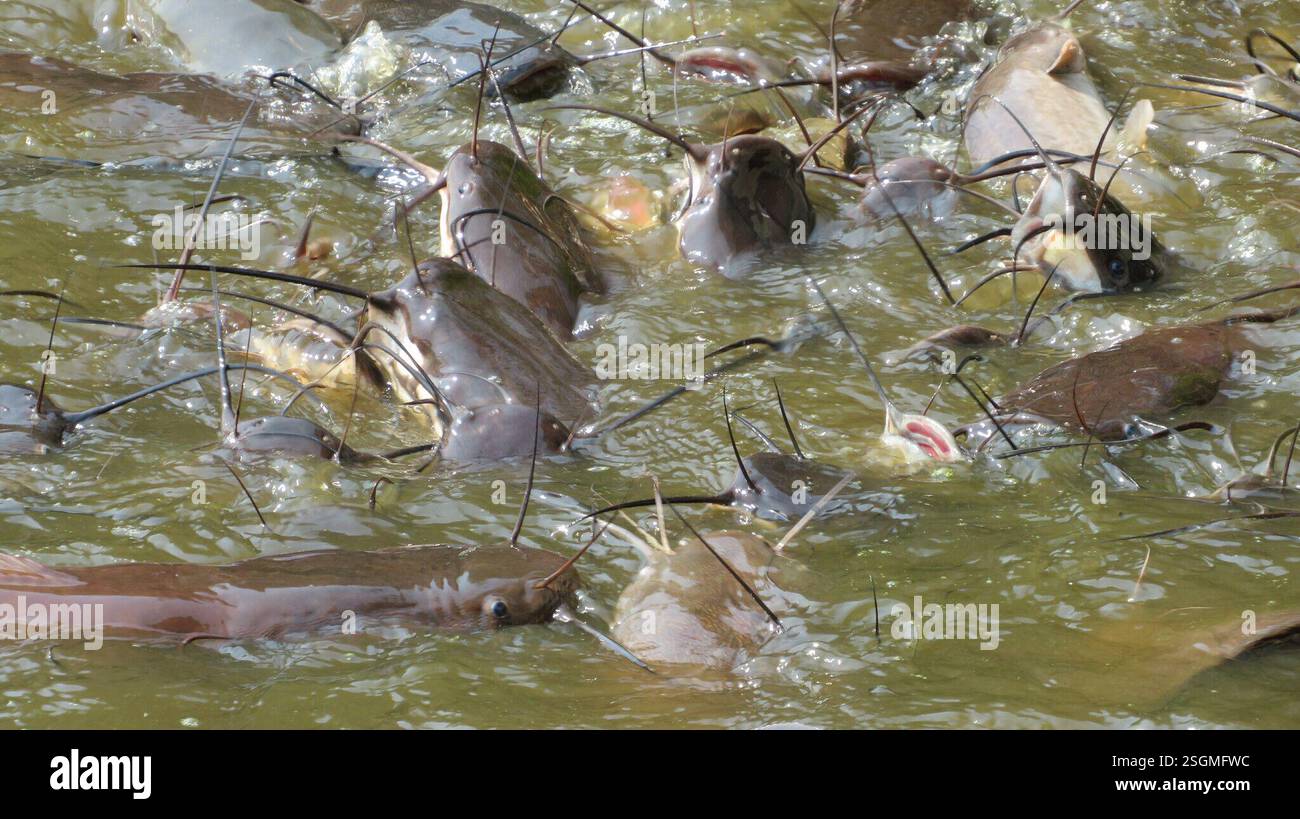 Sharptooth Catfish (Clarias gariepinus), Actinopterygii, Чианг Май ...