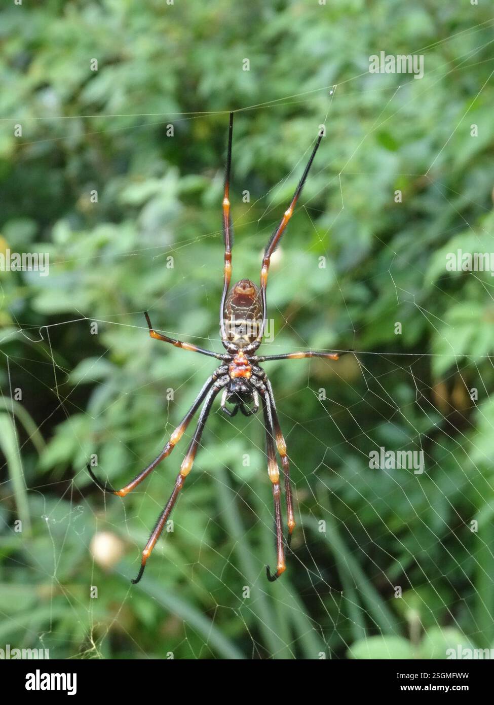 Tiger Spider (Trichonephila plumipes), Arachnida, Brisbane QLD ...