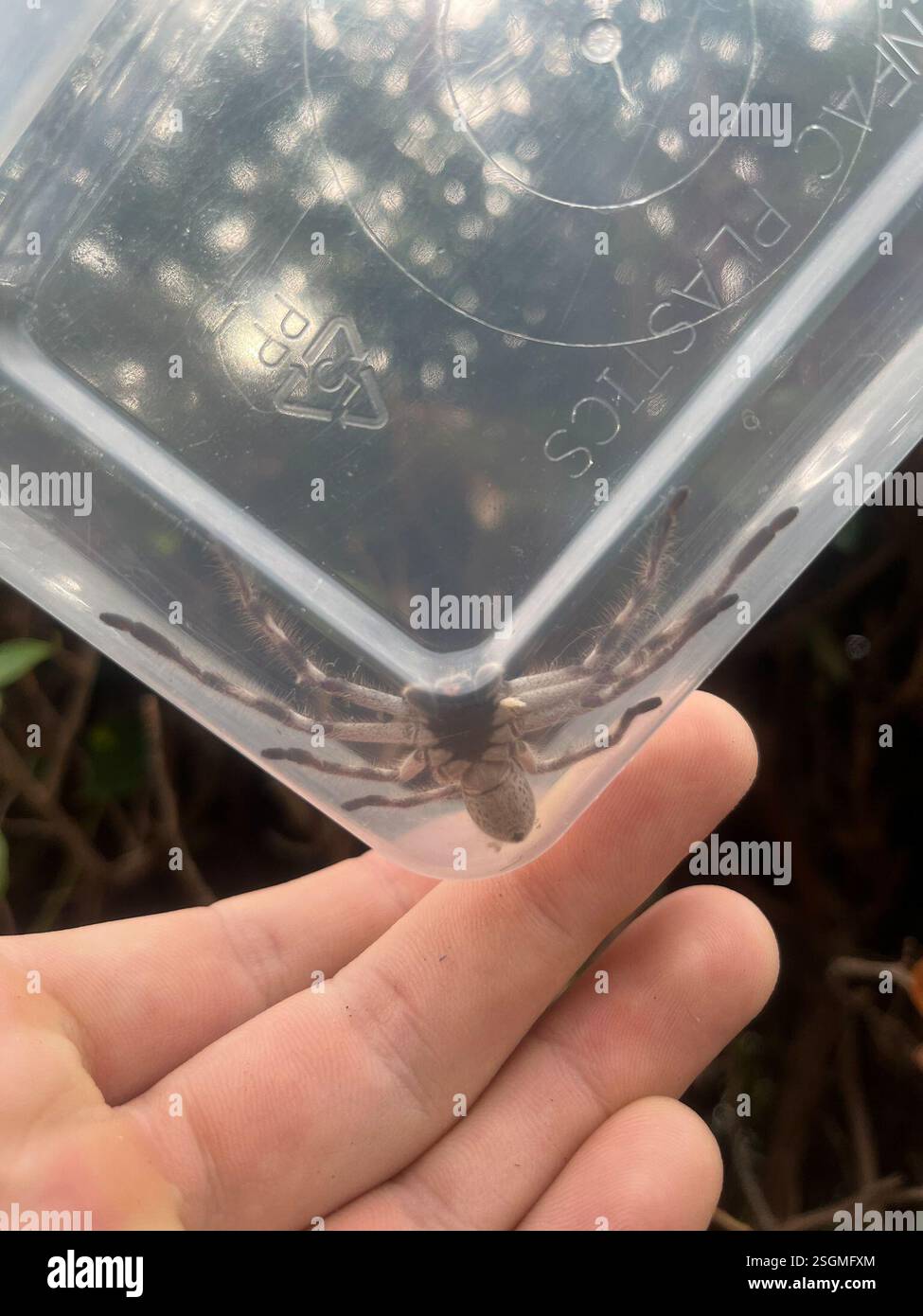 Victorian Huntsman Spider (Isopedella victorialis), Arachnida, Hope St ...