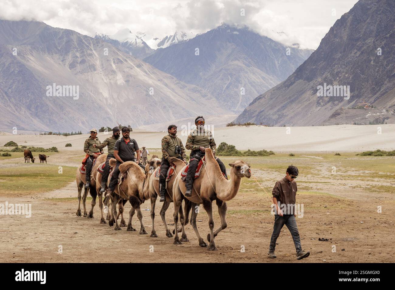 Bactrian Camels, Nubra Valley, Hunder Sand Dune, Ladakh, India, 2023 ...