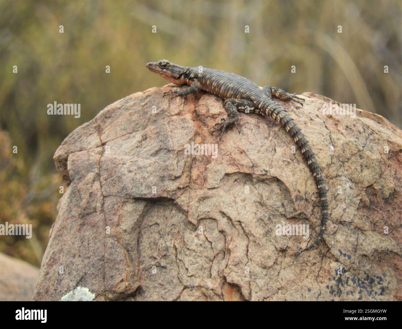 Karoo Girdled Lizard (Karusasaurus polyzonus), Reptilia, Unnamed Road ...