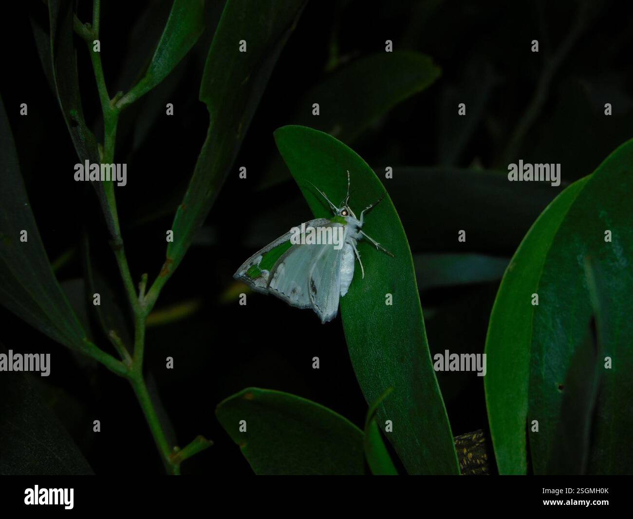 Lacy Emerald (Eucyclodes insperata), Insecta, Hobart TAS, Australia ...