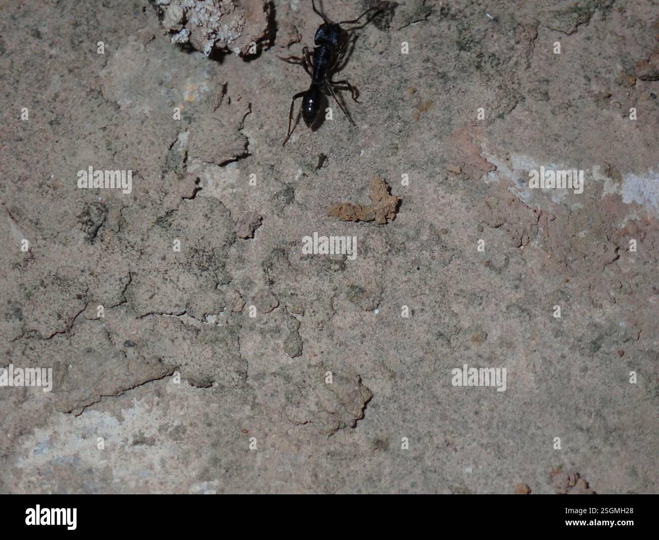 Ants (Formicidae), Insecta, Lahad Datu, Sabah, Malaysia Stock Photo - Alamy