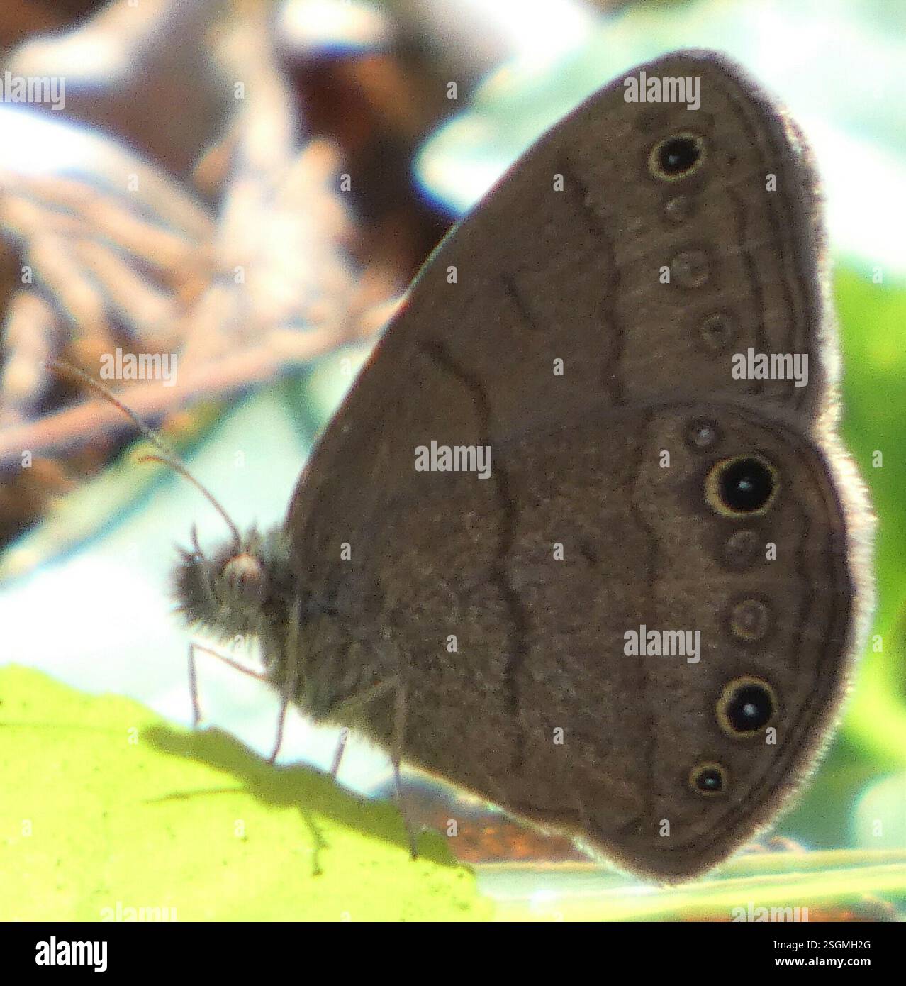 Carolina Satyr (Hermeuptychia sosybius), Insecta, River Rd. Preserve ...