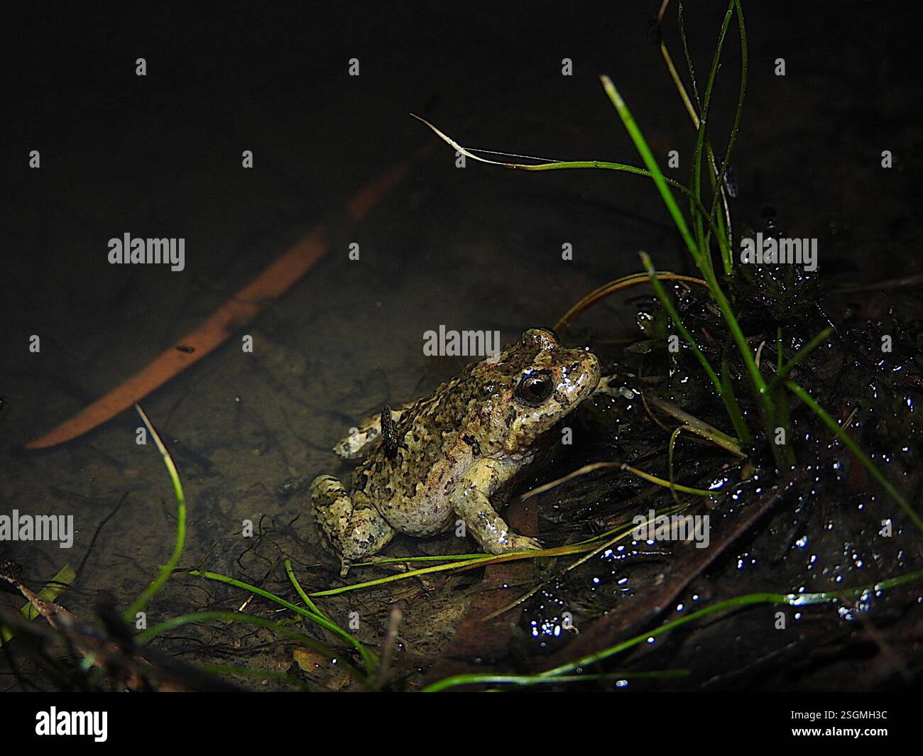 Common Eastern Froglet (Crinia signifera), Amphibia, Hobart TAS ...