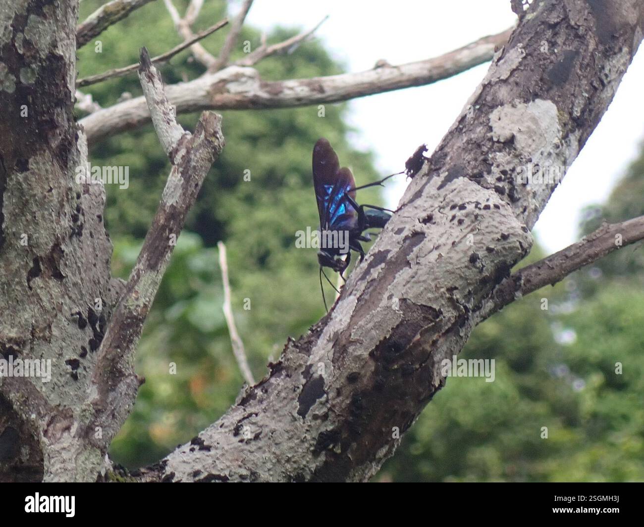 Spider Wasps (Pompilidae), Insecta, Lahad Datu, Sabah, Malaysia, love ...