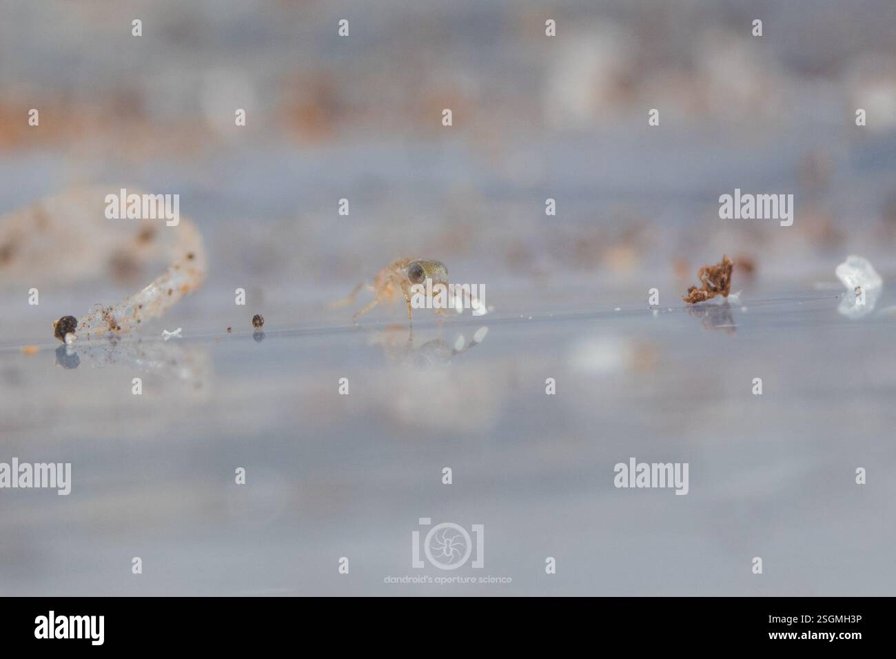 (Encyrtidae), Insecta, Chimney Lakes, Jacksonville, FL, USA Stock Photo ...