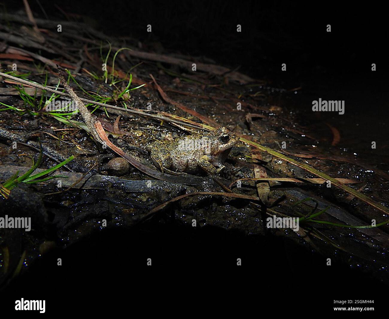 Common Eastern Froglet (Crinia signifera), Amphibia, Hobart TAS ...