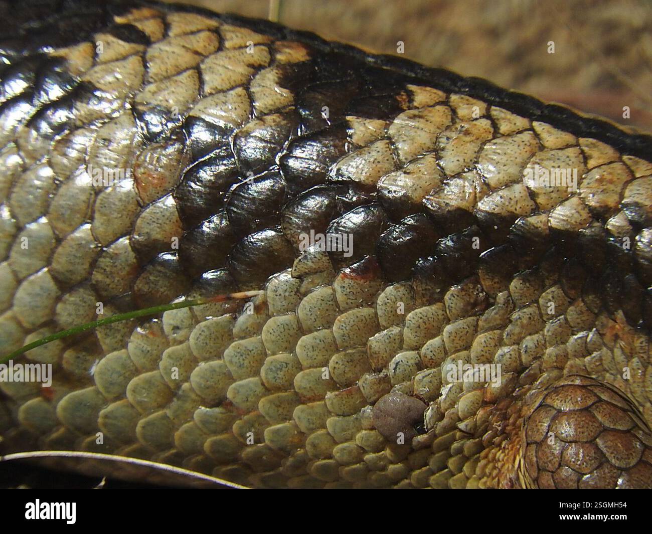 Southern Reptile Tick (Bothriocroton hydrosauri), Arachnida, Hobart TAS ...