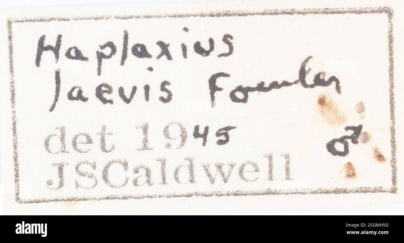 (Haplaxius laevis), Insecta, Chapingo, 56227 Texcoco, State of Mexico ...