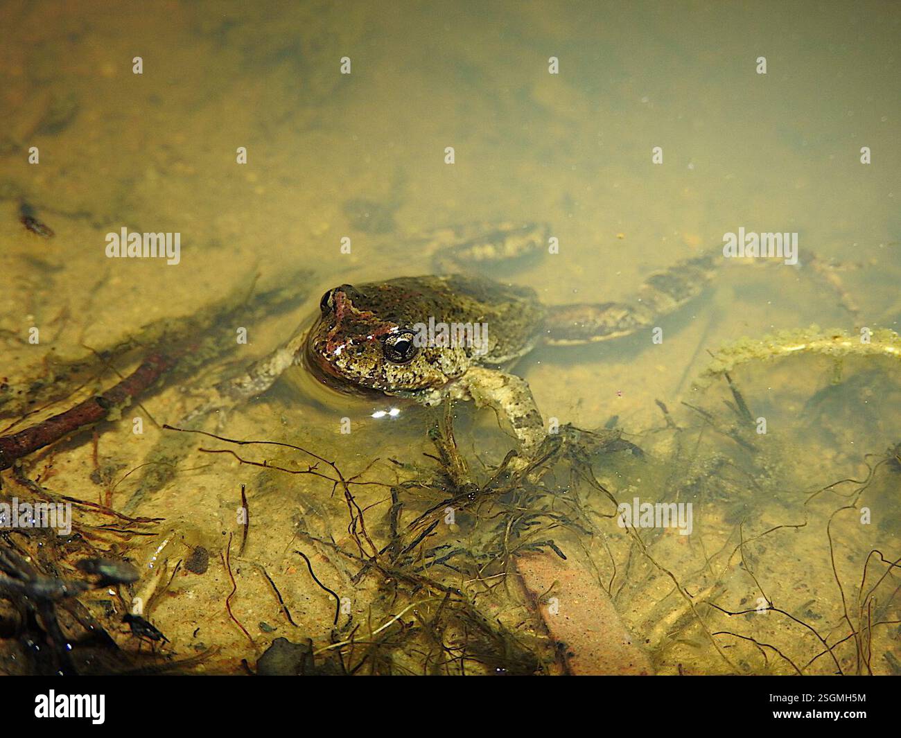Common Eastern Froglet (Crinia signifera), Amphibia, Hobart TAS ...