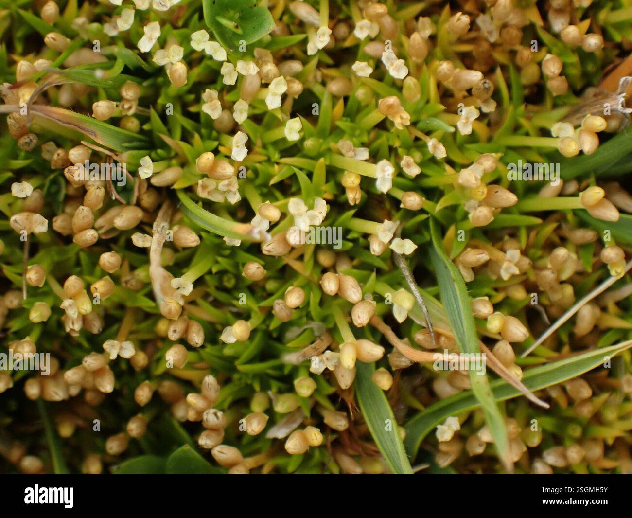 Knawel (Scleranthus biflorus), Plantae, Tasmania, AU Stock Photo - Alamy