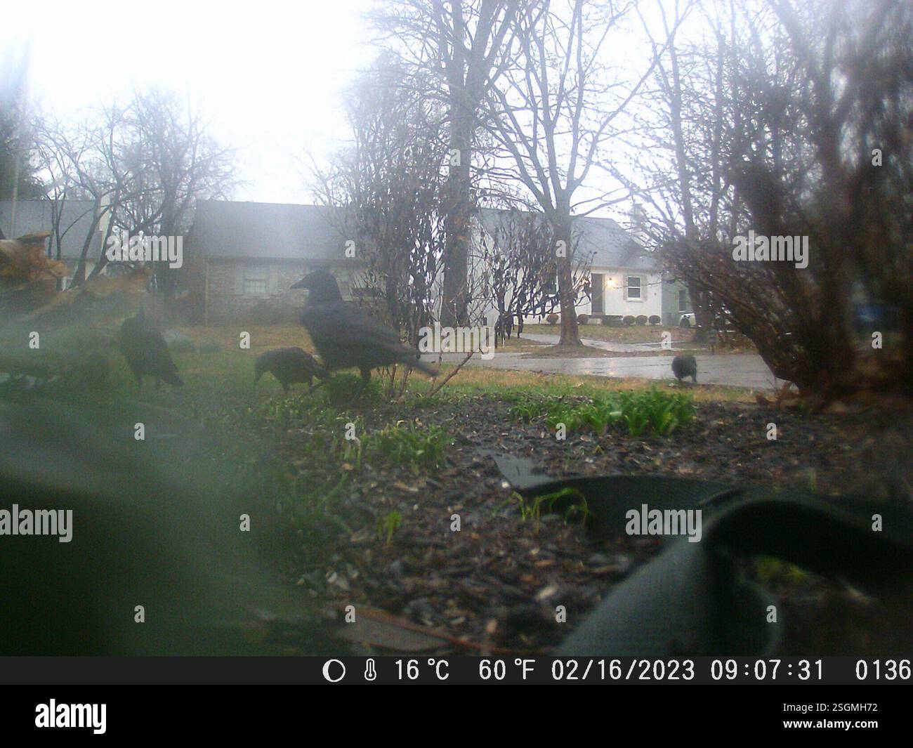 American Crow (Corvus brachyrhynchos), Aves, Bob-O-Link Dr, Lexington ...