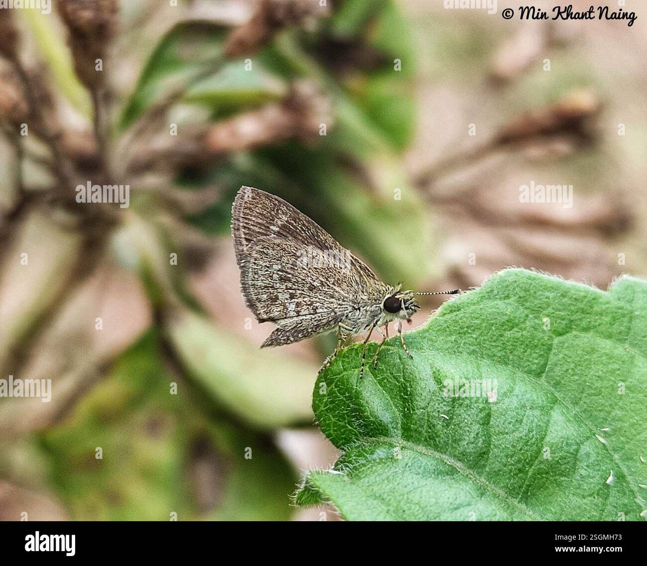 Pygmy Scrub Hopper (Aeromachus pygmaeus), Insecta, Kawkareik Stock ...