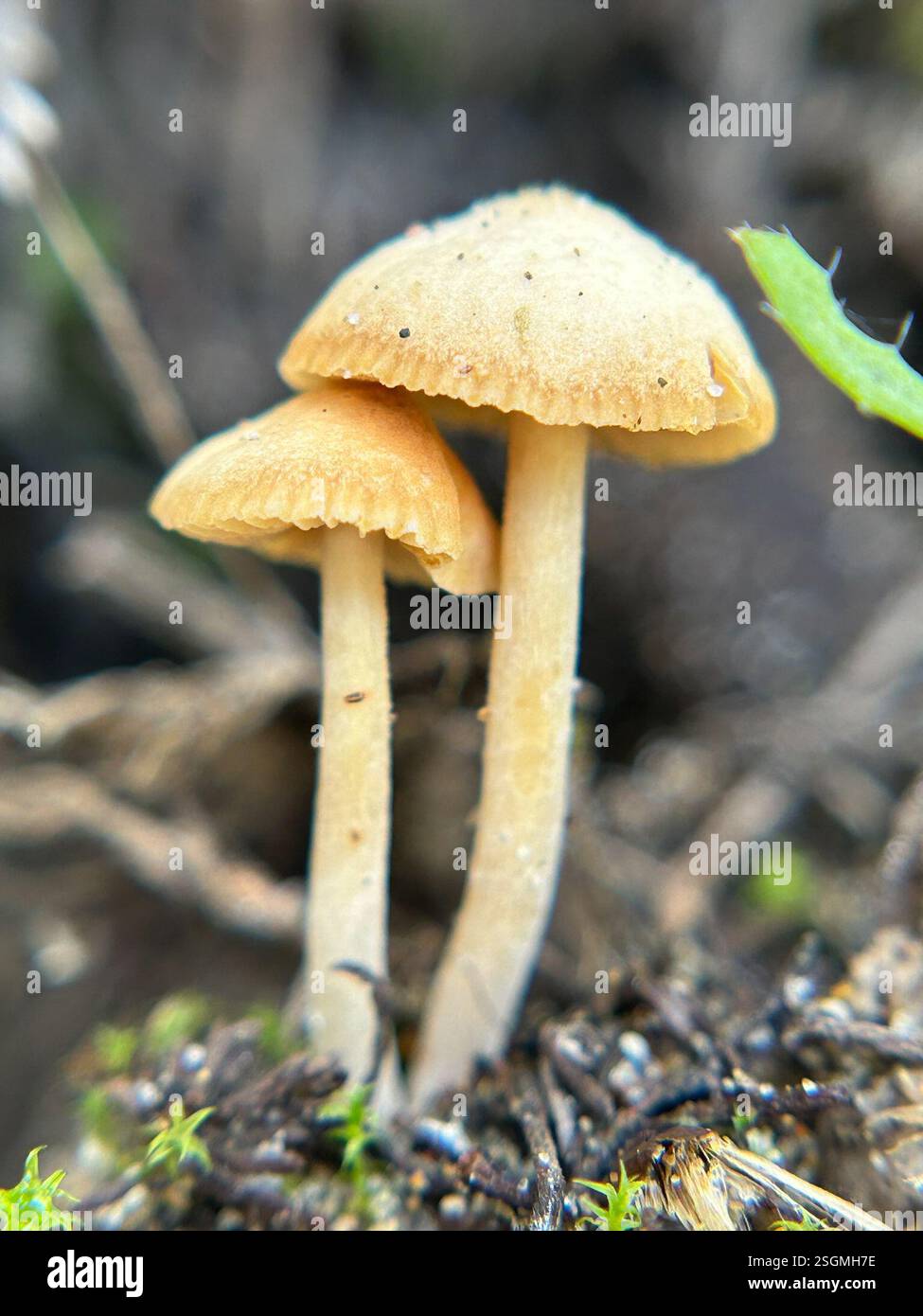 Moss Bells (Galerina), Fungi, Montaña de Oro State Park, Los Osos, CA ...