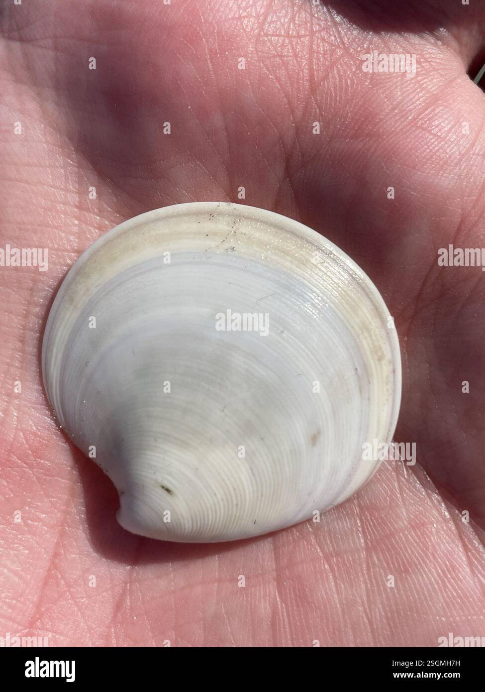 (Dosinia), Mollusca, Gulf of Mexico, Port Aransas, TX, US Stock Photo ...