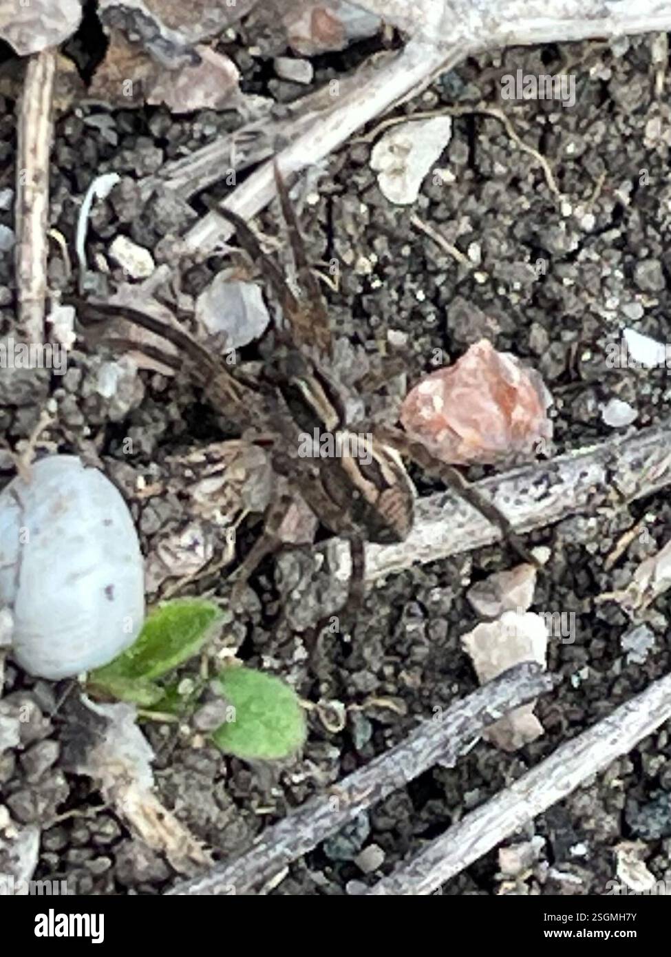 lance wolf spider (Schizocosa avida), Arachnida, Synergy Park Blvd ...