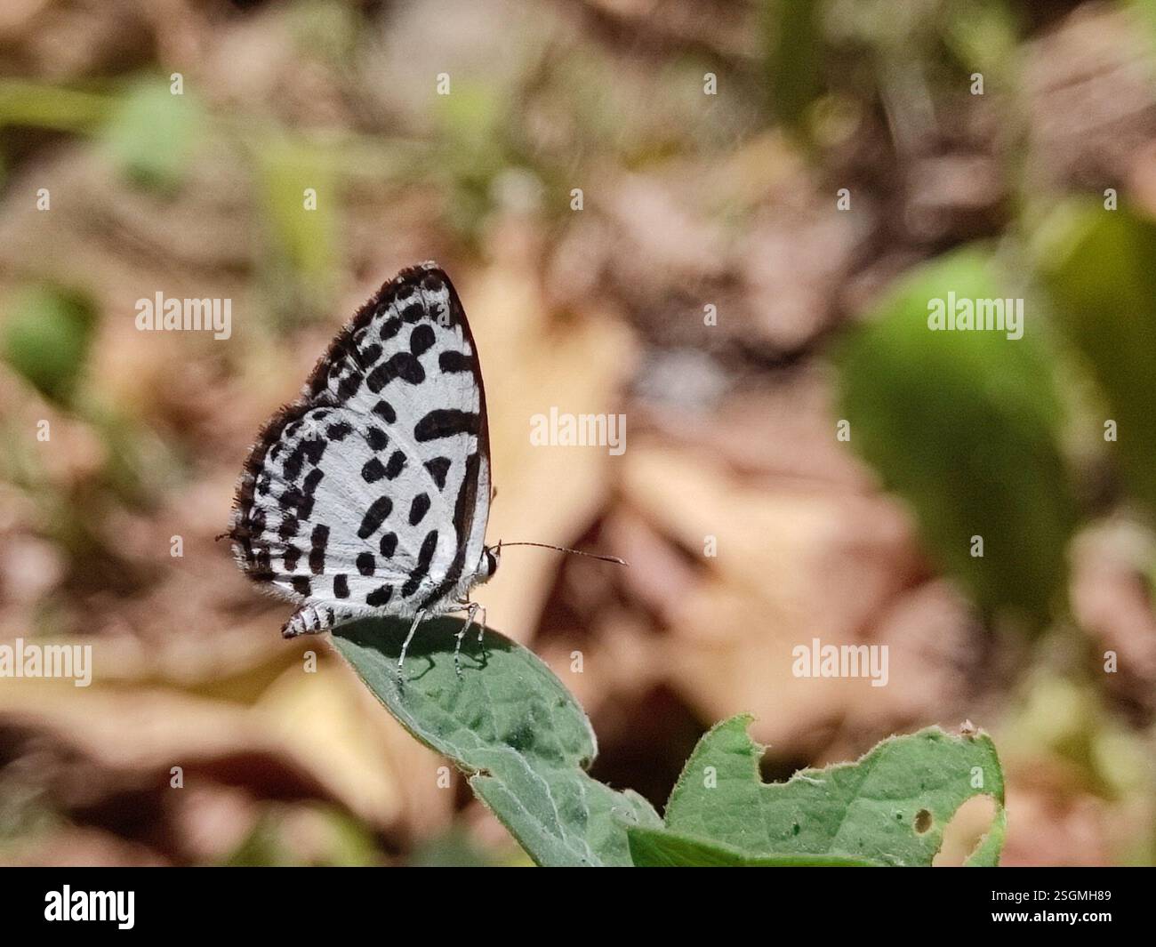 Common Pierrot (Castalius rosimon), Insecta, Kerala, India Stock Photo ...