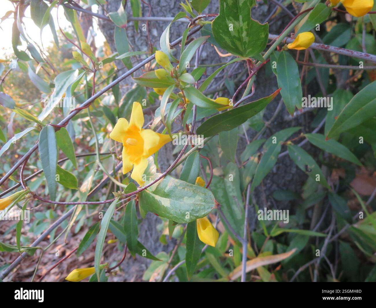yellow jessamine (Gelsemium sempervirens), Plantae, Windsor Forest ...