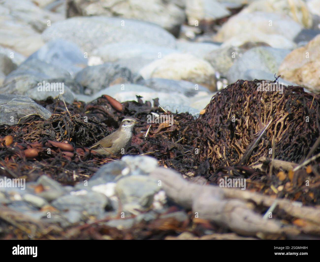 Buff-winged Cinclodes (Cinclodes fuscus), Aves, Ushuaia, Tierra del ...