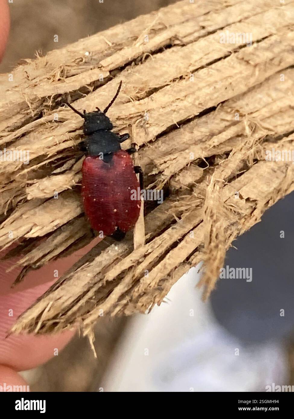 Blood-winged Blister Beetle (Tricrania sanguinipennis), Insecta, The ...