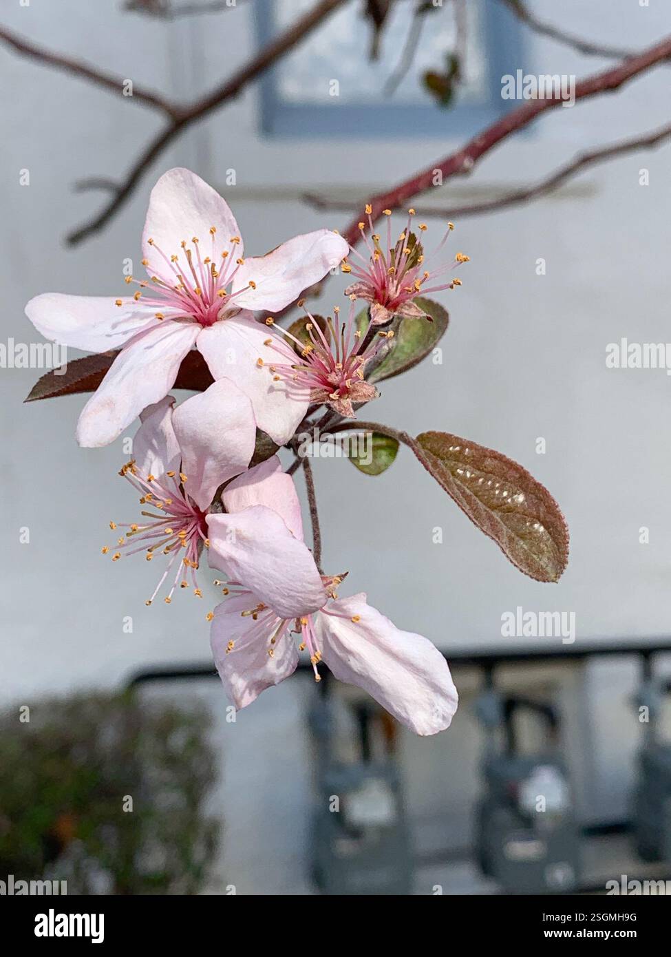 plums, cherries, and allies (Prunus), Plantae, Texas, US Stock Photo ...