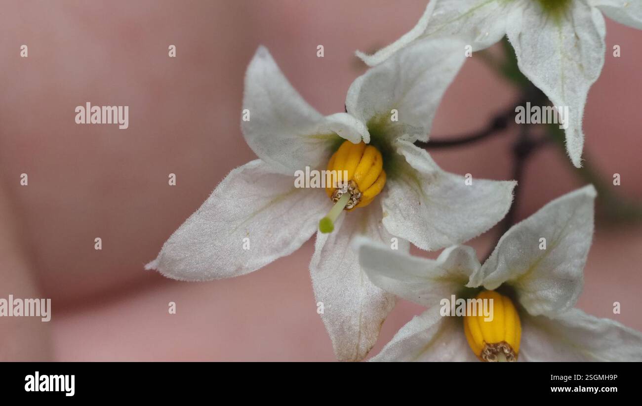 Texas nightshade (Solanum triquetrum), Plantae, East Austin, Austin, TX ...