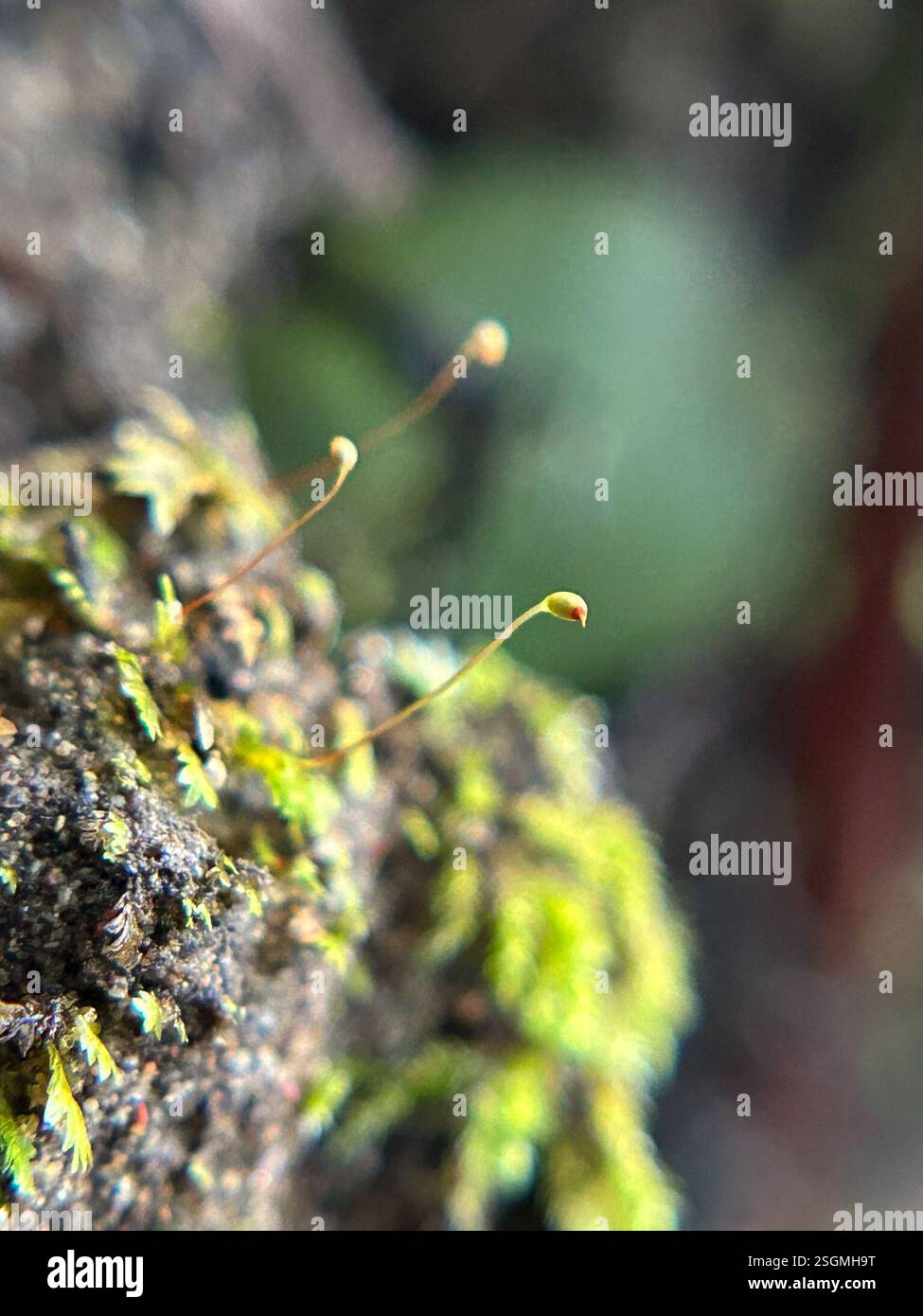pocket mosses (Fissidens), Plantae, Alamo Dr, Los Osos, CA, US Stock ...