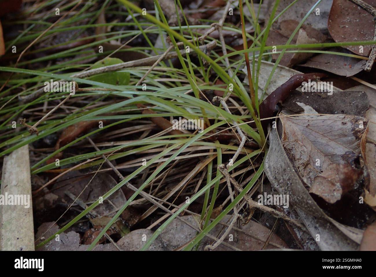 Fringe Rush (Fimbristylis), Plantae, Hillsborough County, FL, USA Stock ...