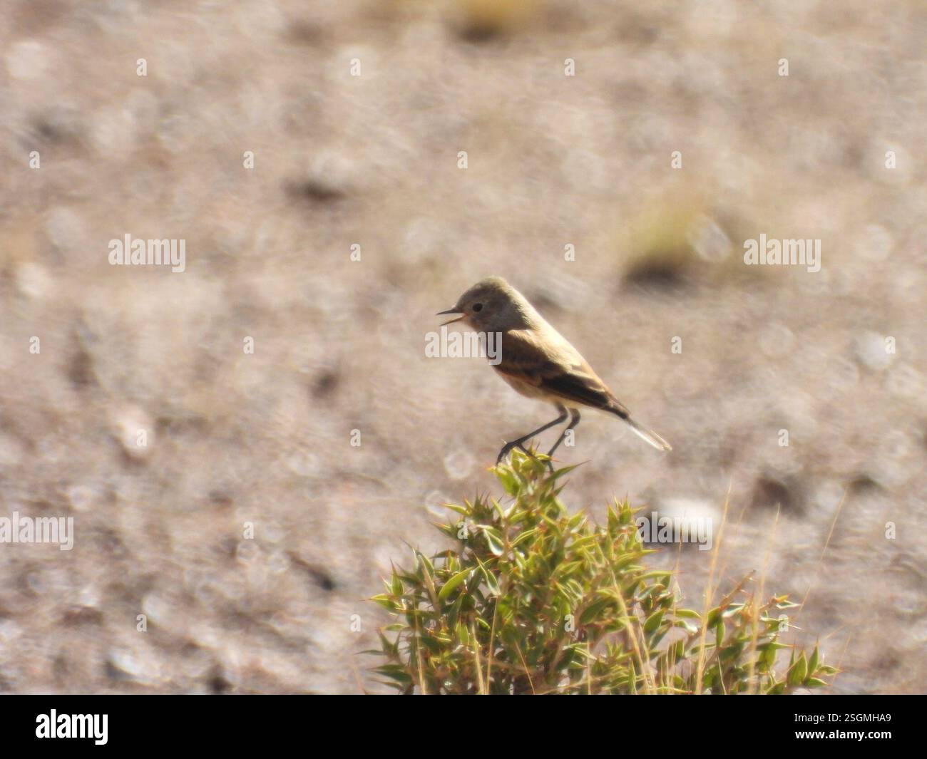 Austral Negrito (Lessonia rufa), Aves, Chubut, AR Stock Photo - Alamy