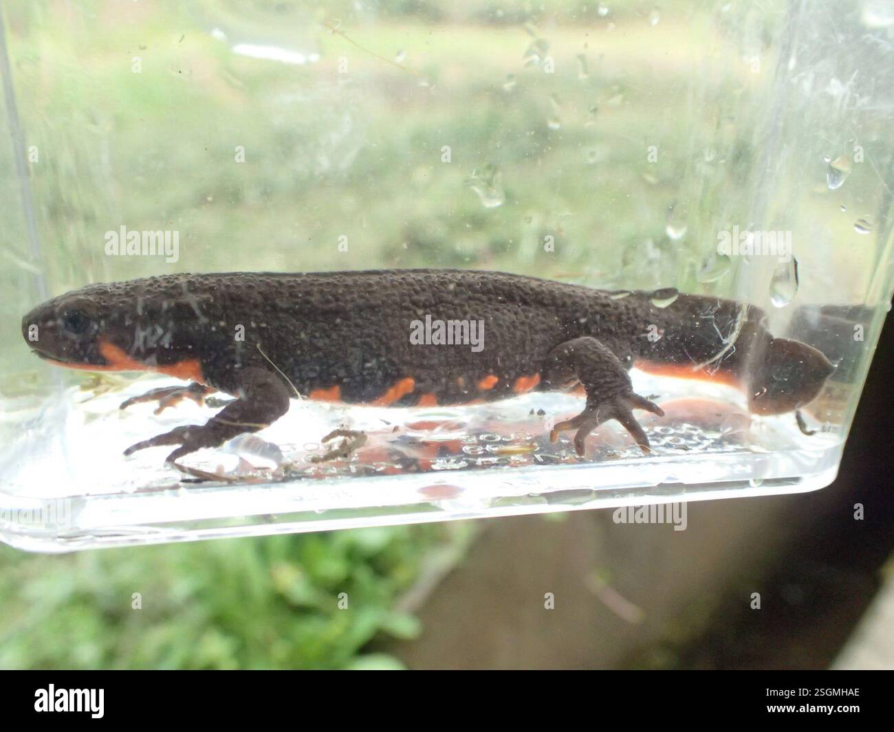 Japanese Fire-bellied Newt (Cynops pyrrhogaster), Amphibia, Japan Stock ...