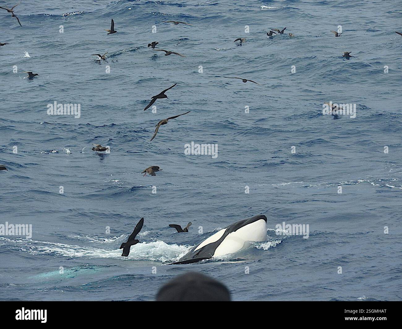 Orca (Orcinus orca), Mammalia, Bremer Bay WA 6338, Australia Stock ...