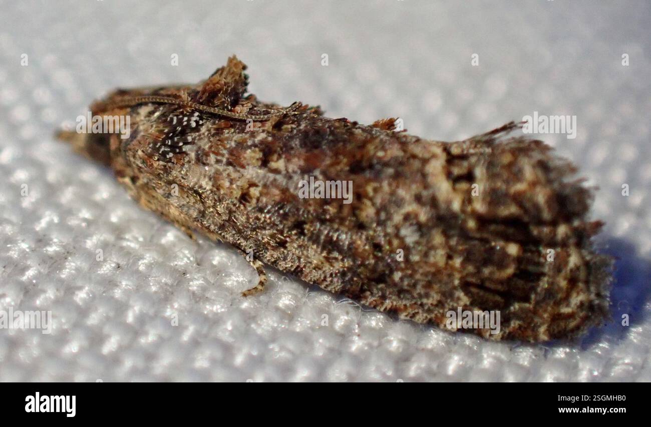 False Codling Moth (Thaumatotibia leucotreta), Insecta, Santo Antão ...